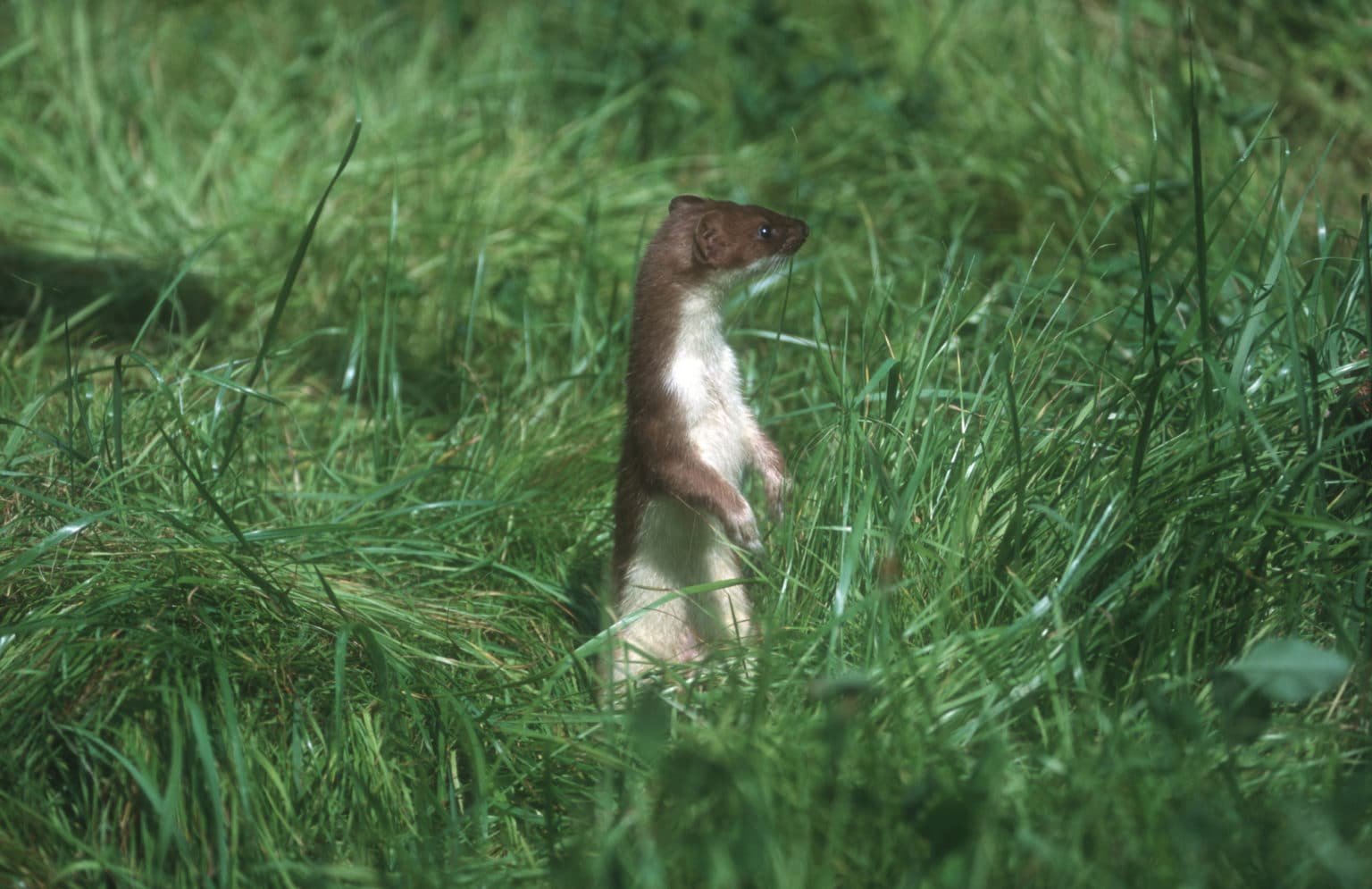 Stoat (Mustela Erminea) - Glenlivet Wildlife