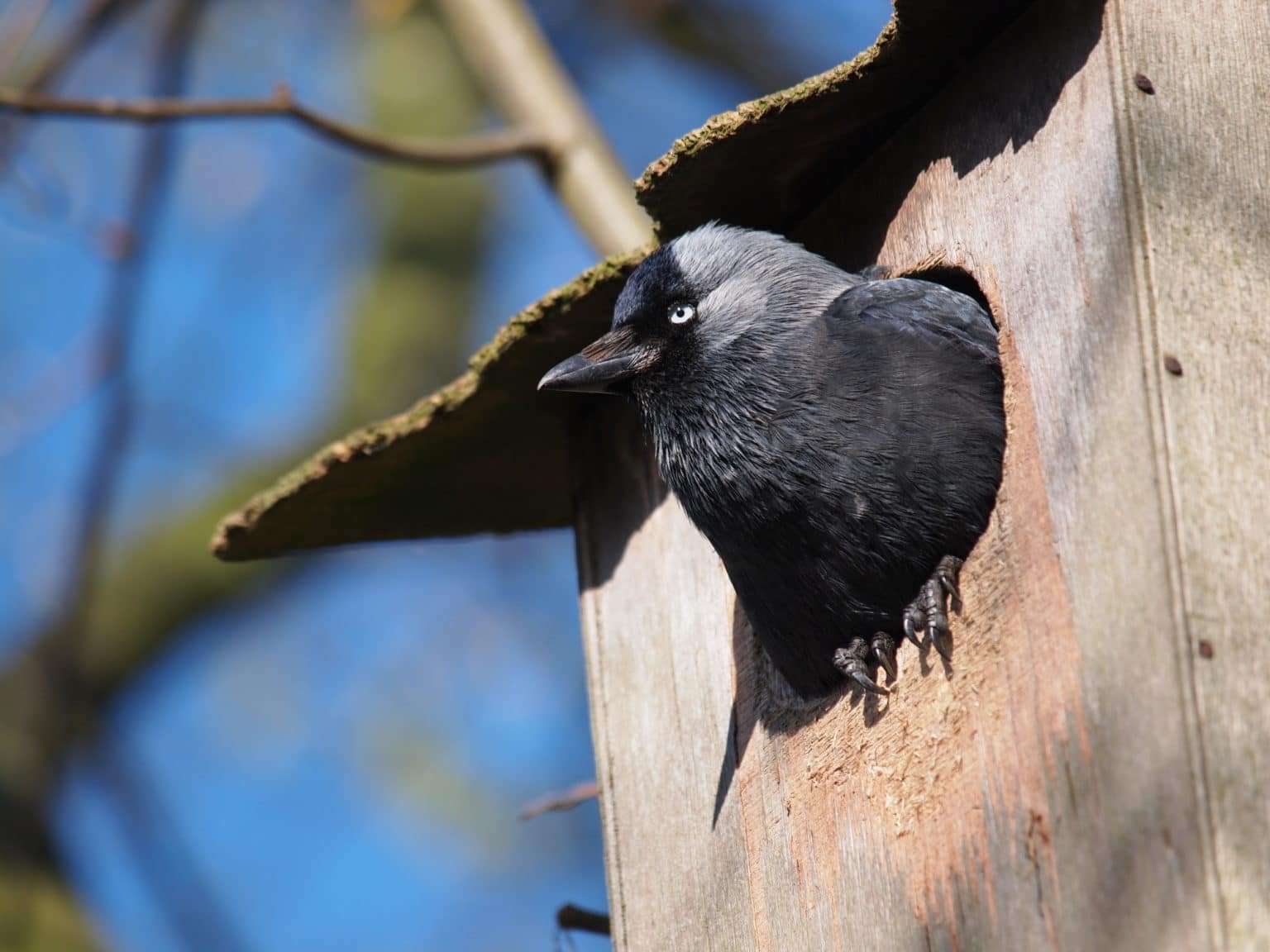 Jackdaw (Corvus Monedula) - Identification and Facts
