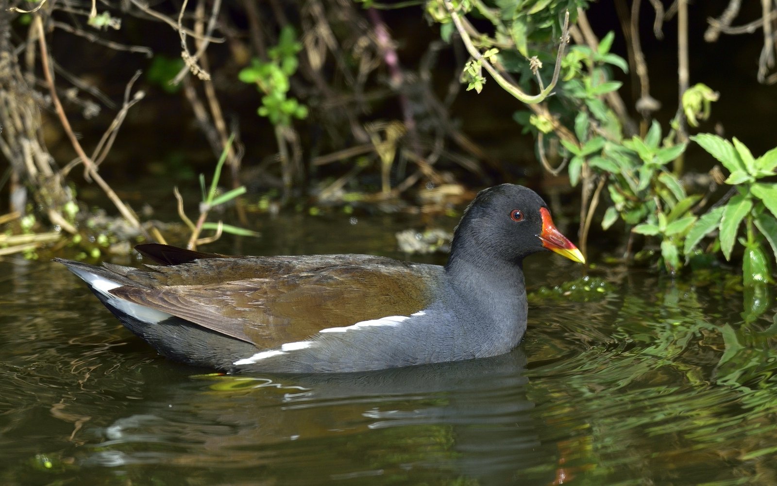 Moorhen (Gallinula Chloropus) - Food, Habitat and Identification