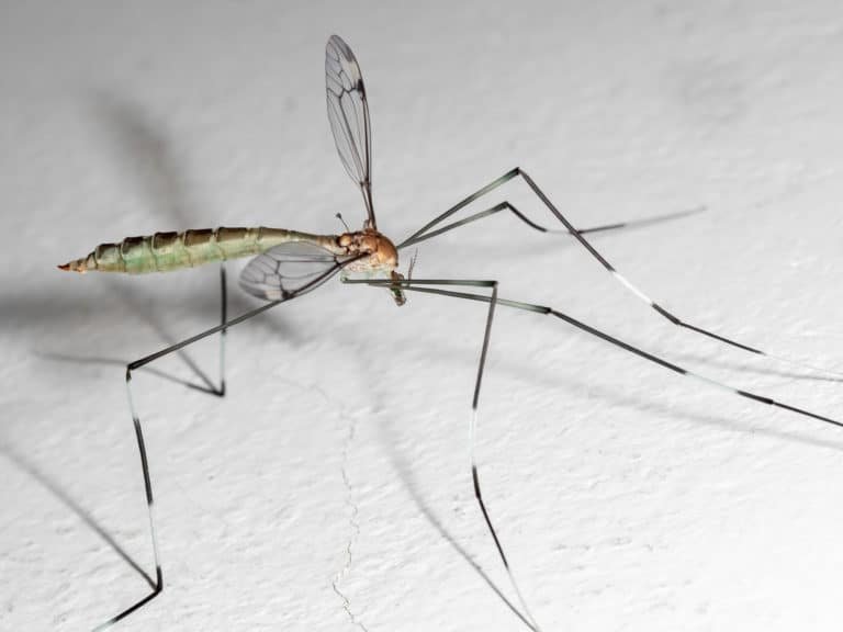 Crane Fly (Tipula Paludosa) - Identification, Pictures and Facts