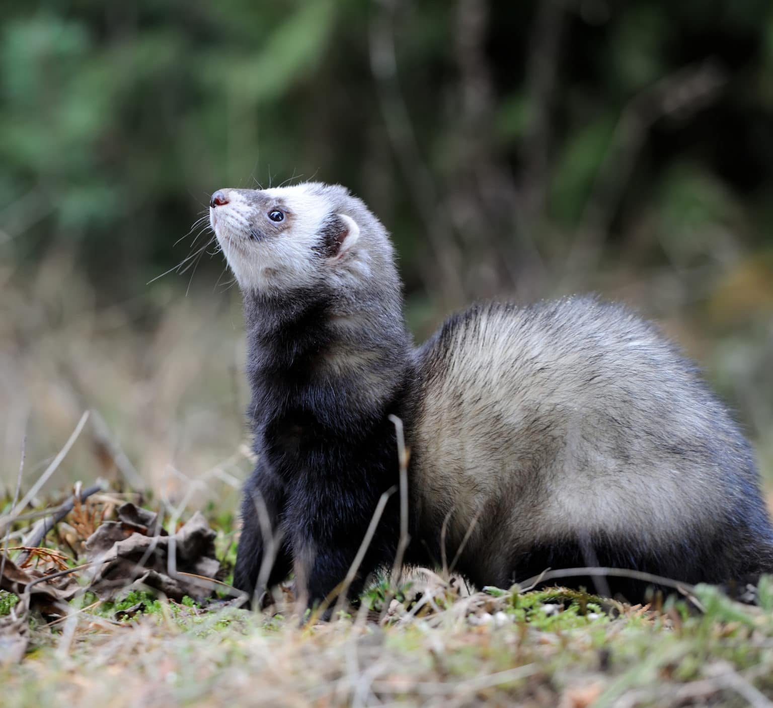 Polecats Unveiled: Sleek Predators in the Countryside (Mustela Putorius ...