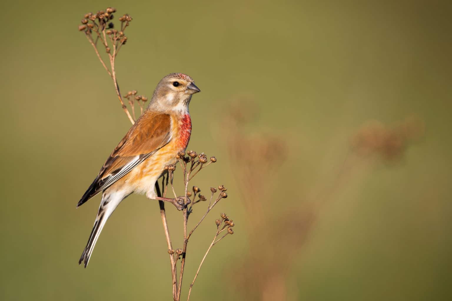 Common Linnet (Linaria Cannabina) Song, Diet & Distribution