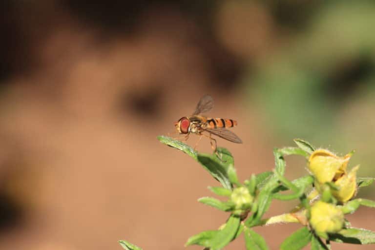 Hoverfly (Syrphidae) - Identification, Facts and Images