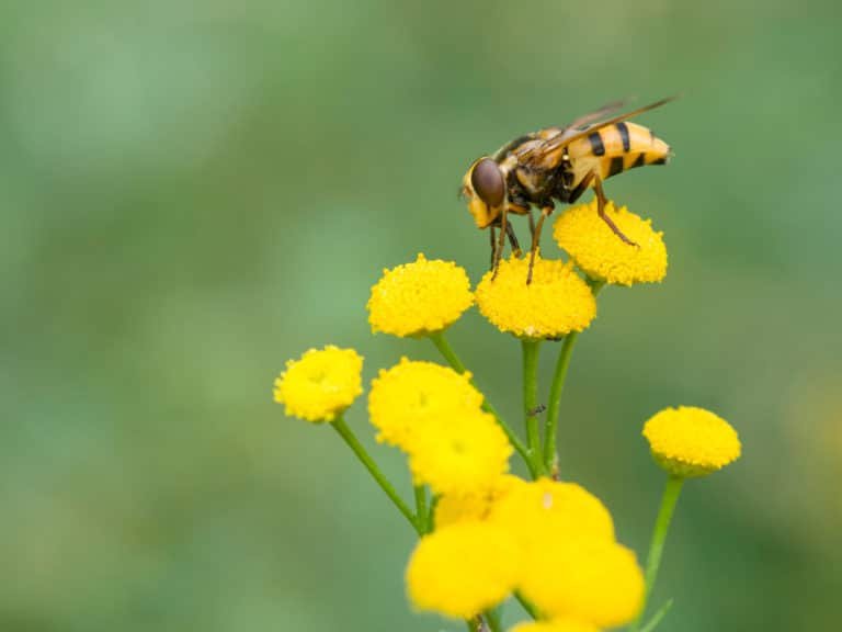 Hoverfly (Syrphidae) - Identification, Facts and Images