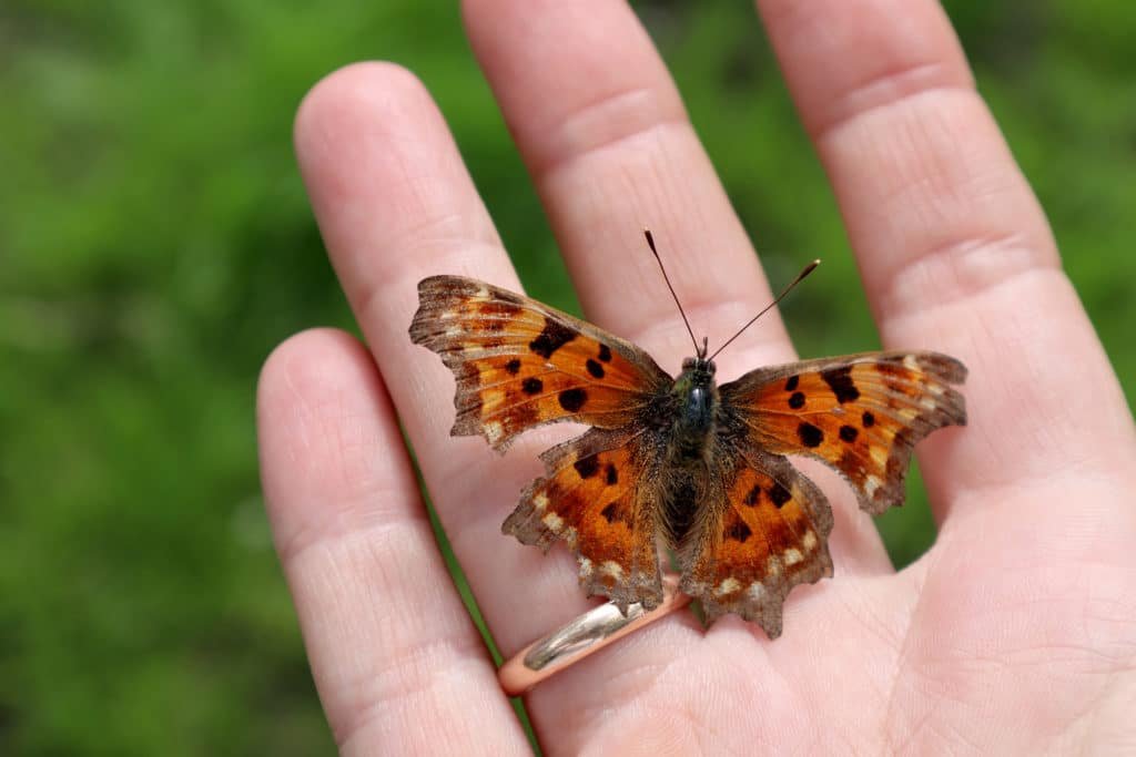 Comma Butterfly and Caterpillar (Polygonia C-Album)