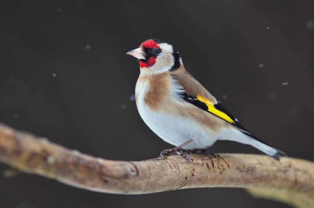 20 Of The Most Common British Garden Birds - Glenlivet Wildlife