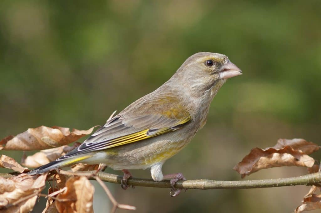 20 Of The Most Common British Garden Birds - Glenlivet Wildlife