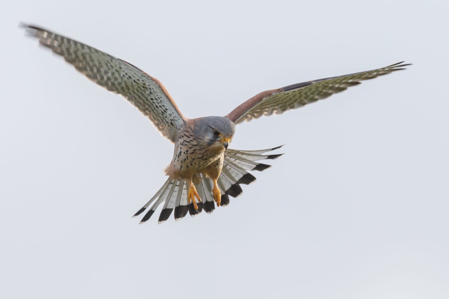 Kestrel (UK) - Bird Identification, Habitat, Diet and More