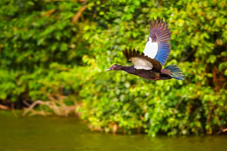 Muscovy Duck (Cairina Moschata) - Diet, Habitat & Behaviour