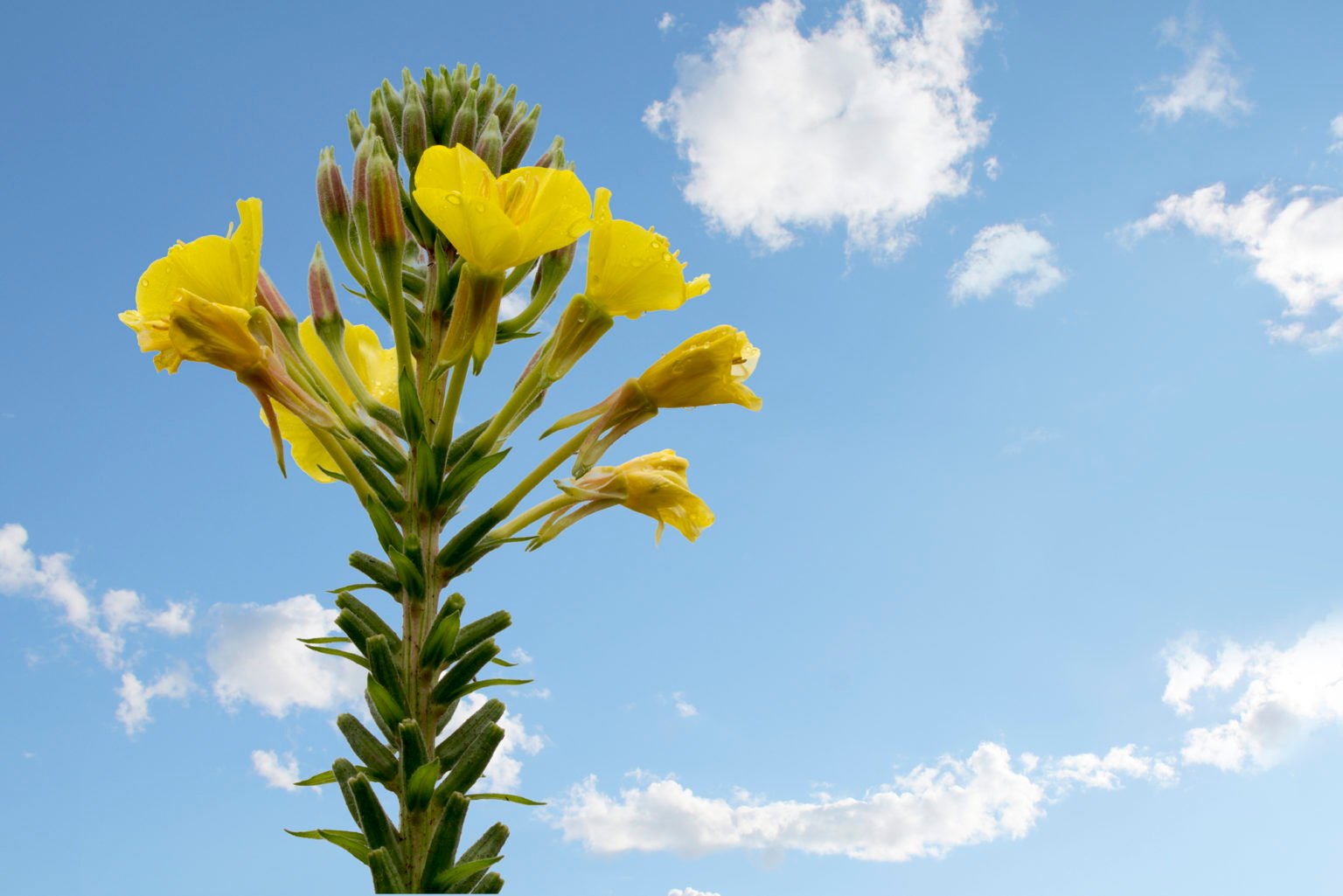 Evening Primrose (Oenothera Biennis) - Identification & Uses