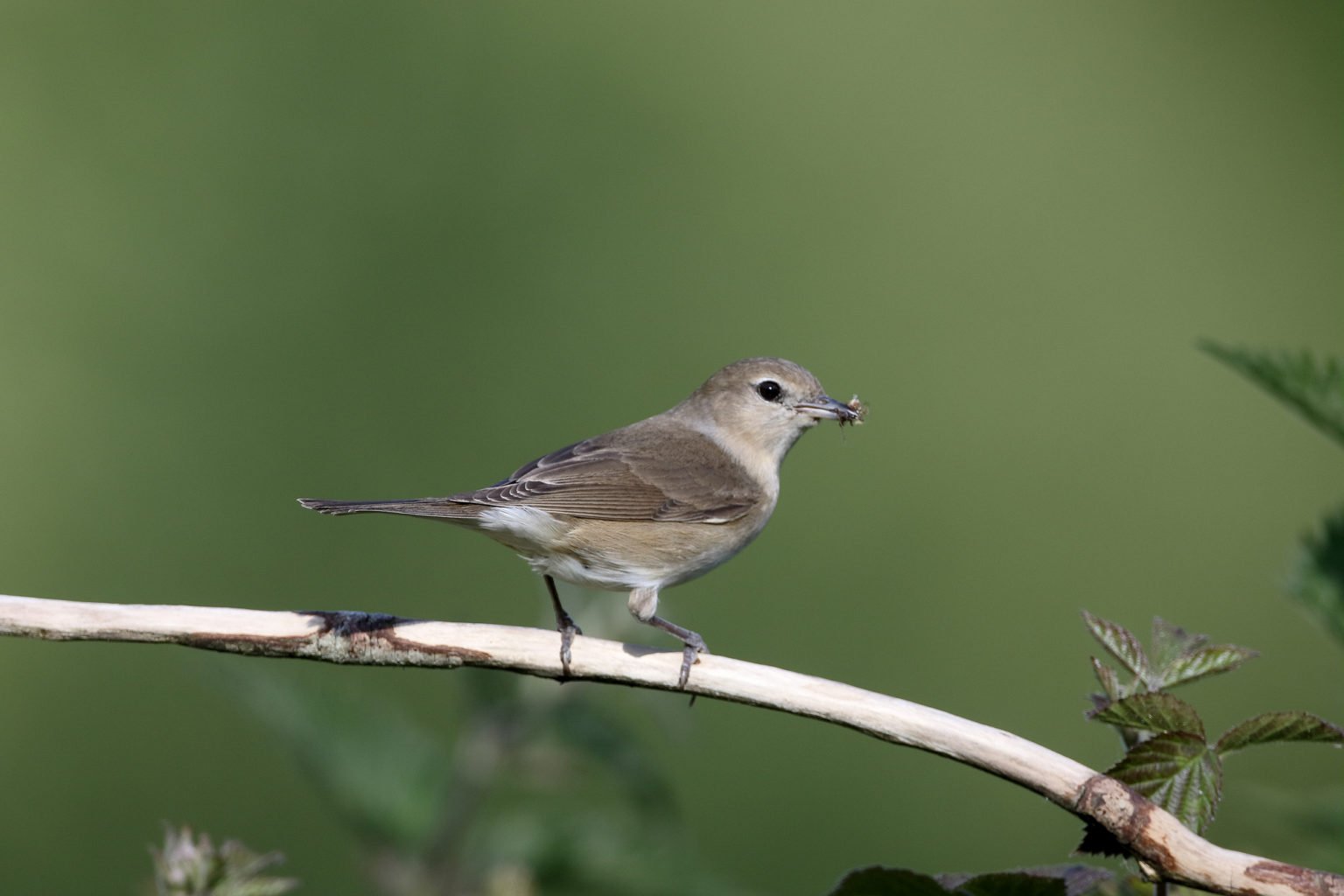 Garden Warbler (Sylvia Borin) - Identification and Migration