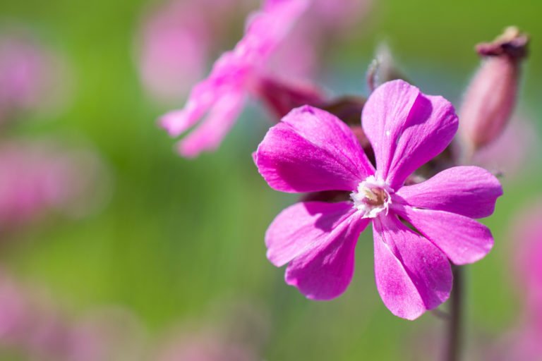 Ragged Robin (Silene Flos-Cuculi) - Where To Find and Uses