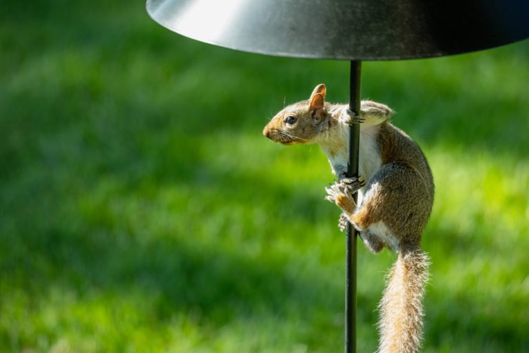How to Squirrel-Proof a Bird Feeder: 7 Easy Tips You Should Try ...