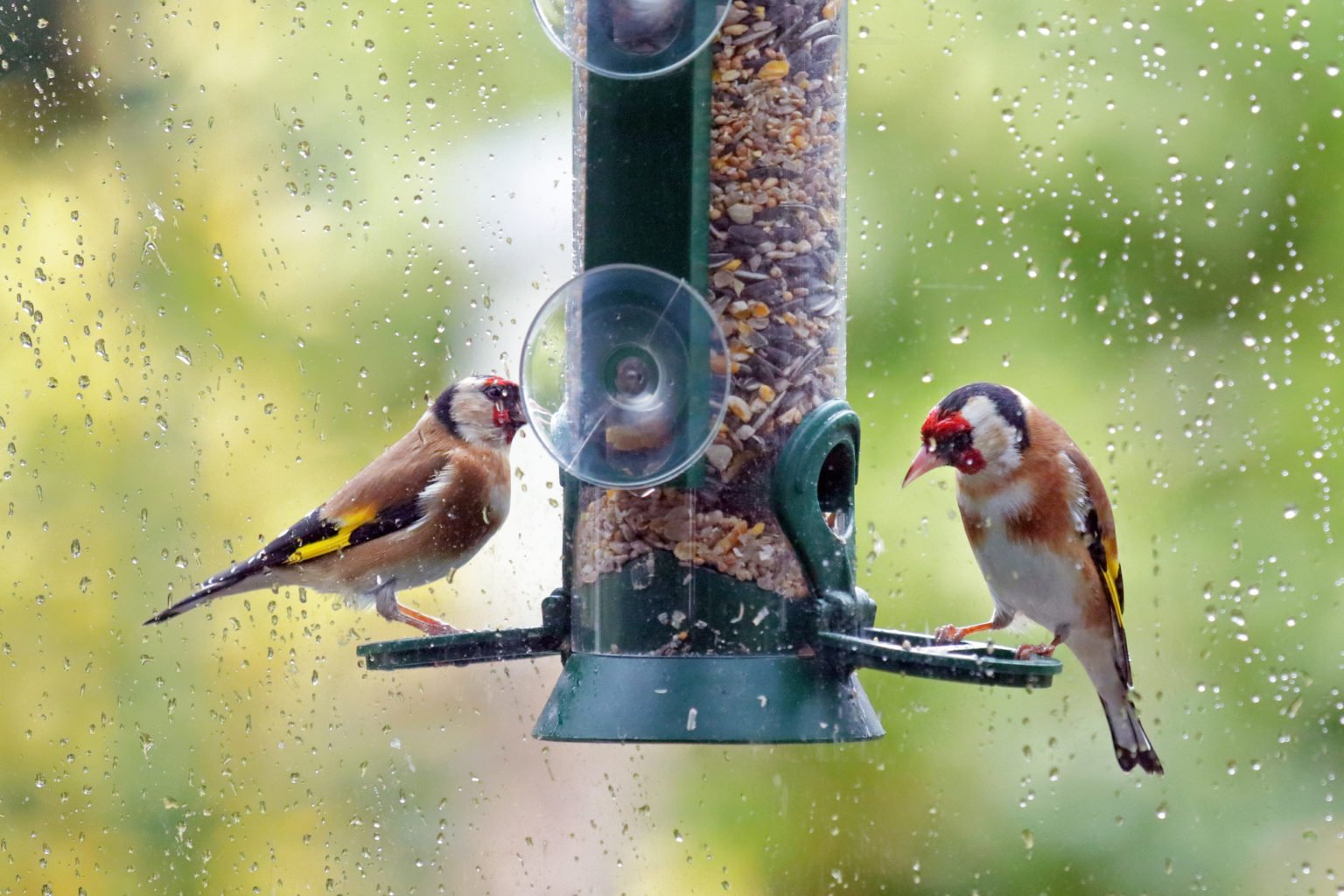 Finches (Fringillidae) - Glenlivet Wildlife