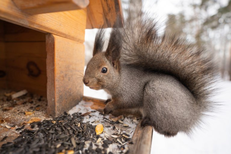 Where To Put a Squirrel Feeder: Location, Type, Feeding Habits & More ...