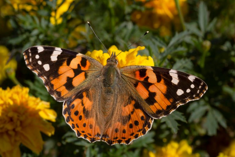 List Of Common British Butterflies - Glenlivet Wildlife
