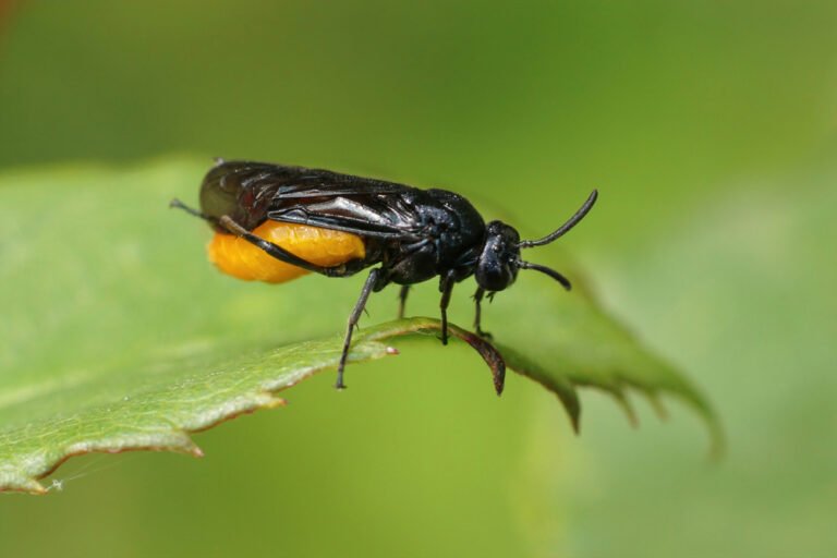 Sawfly - Common Species and Their Characteristics