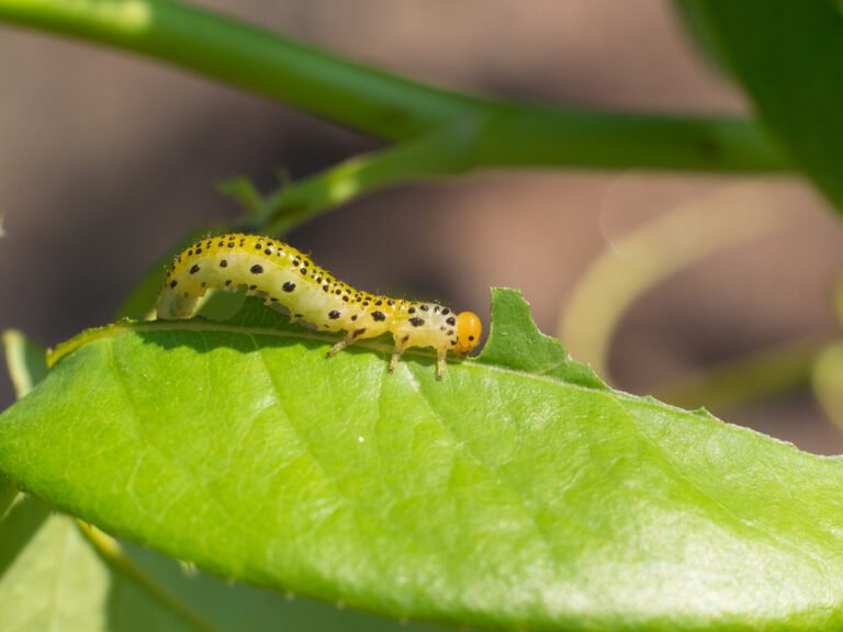 Sawfly - Common Species and Their Characteristics