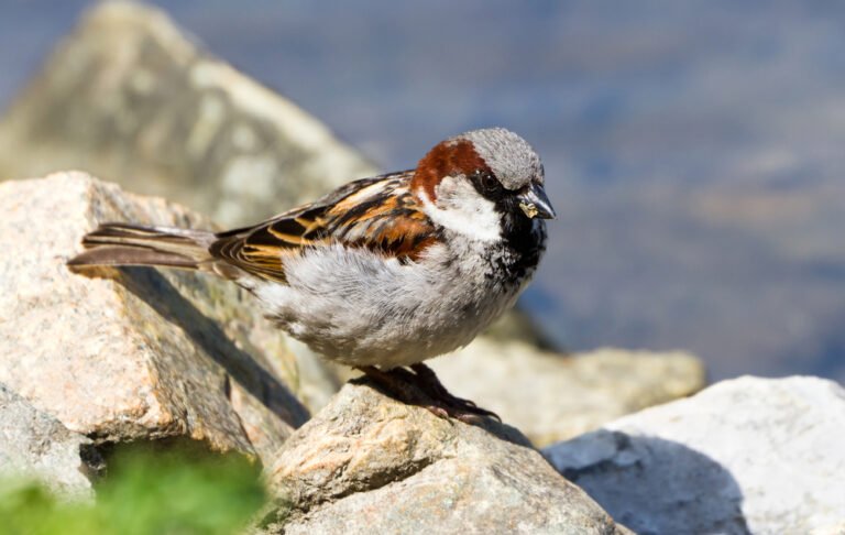 20 Of The Most Common British Garden Birds - Glenlivet Wildlife