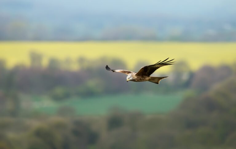 Exploring The Majestic British Birds Of Prey - Glenlivet Wildlife