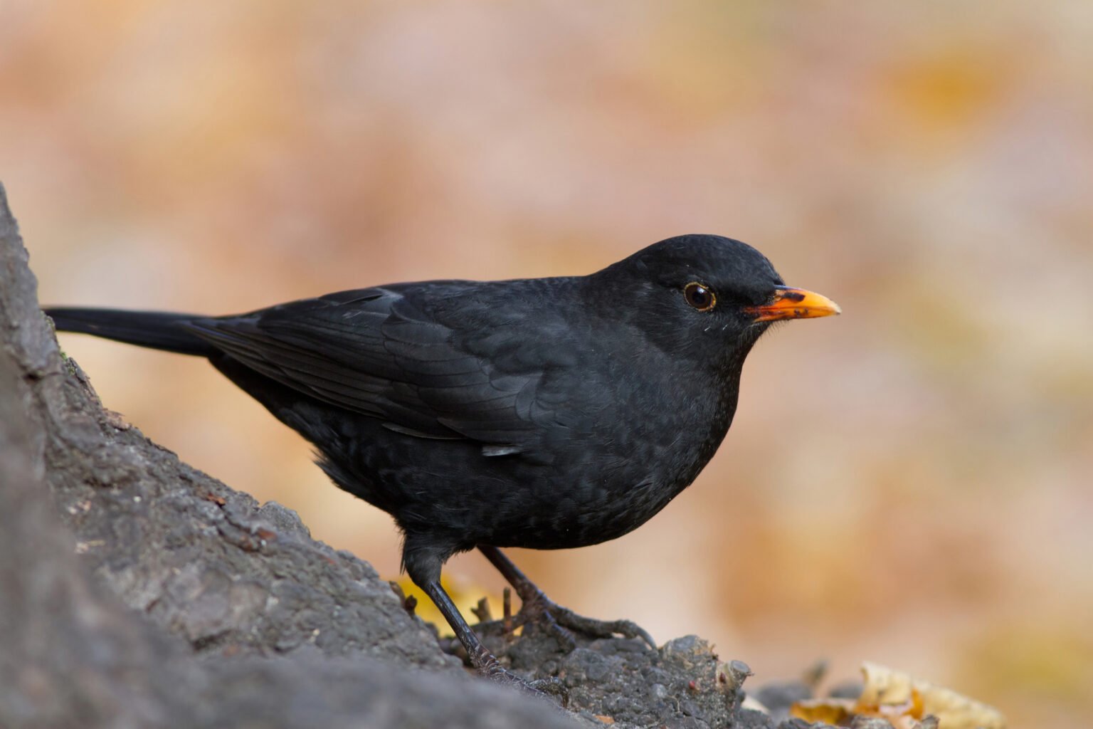 Thrushes (Turdidae): A Guide to These Beautiful Songbirds - Glenlivet ...