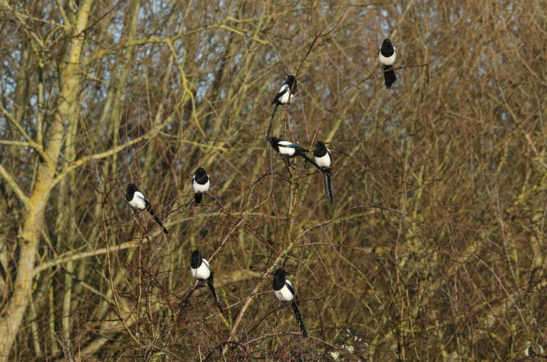 The Magpie Rhyme In Full: Meaning, History and Folklore - Glenlivet ...