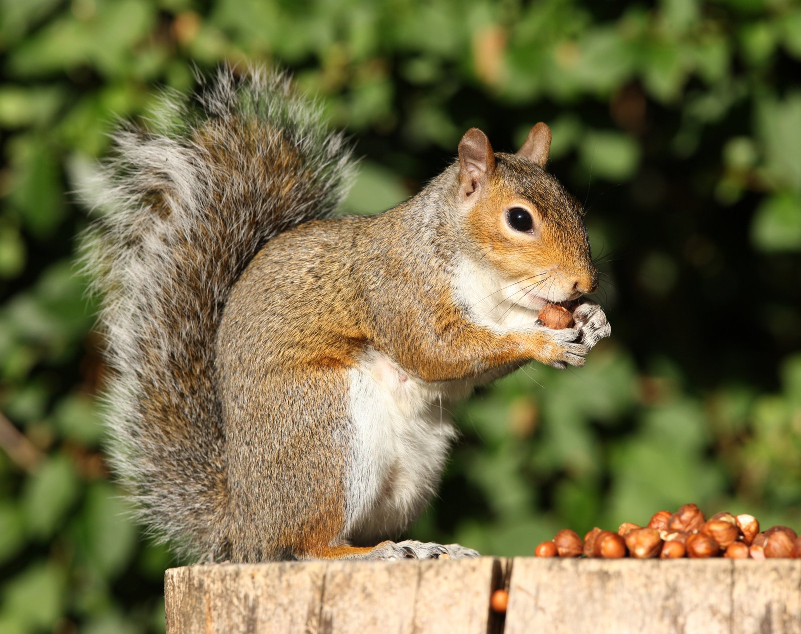 How To Get Rid Of Squirrels From Your Home & Garden - Glenlivet Wildlife