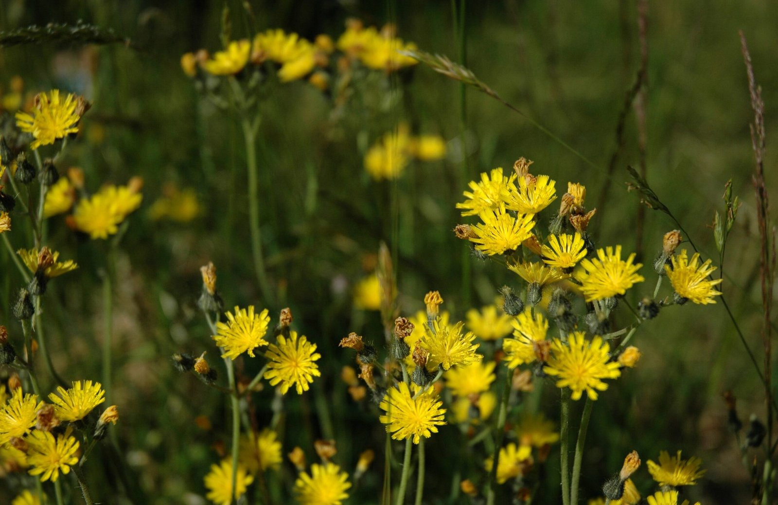 Hawkweed (Hieracium) - Glenlivet Wildlife