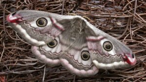 Emperor Moth (Saturnia Pavonia) - Glenlivet Wildlife