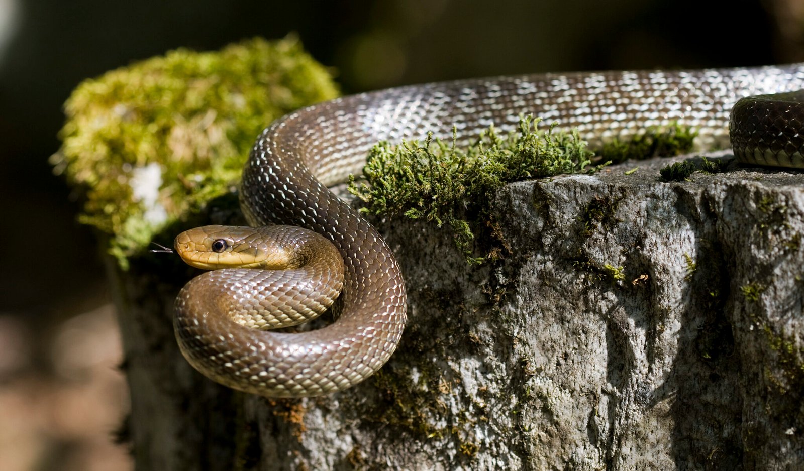 Aesculapian Snake (Zamenis Longissimus) - Glenlivet Wildlife