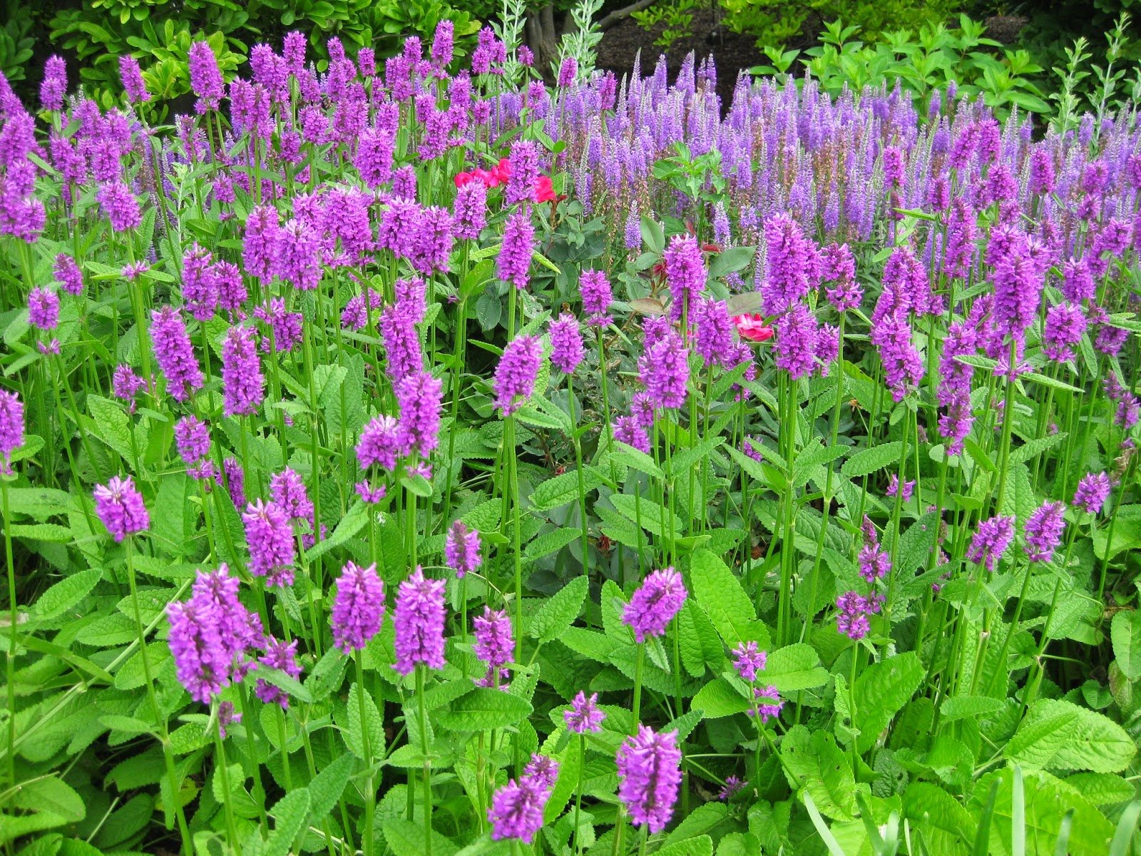 Betony (Stachys Officinalis) - Glenlivet Wildlife