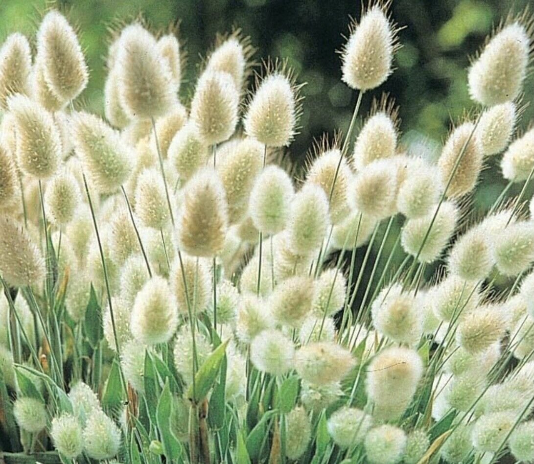 Hare's Tail (Lagurus Ovatus) - Glenlivet Wildlife