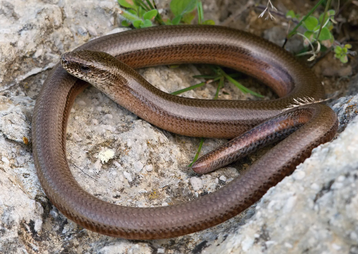 Slow Worm Anguis Fragilis Glenlivet Wildlife