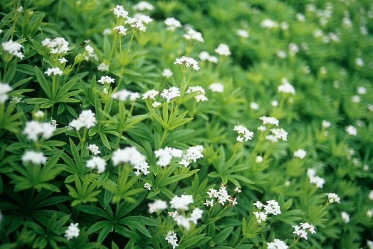 Sweet Woodruff (Galium Odoratum) - Glenlivet Wildlife