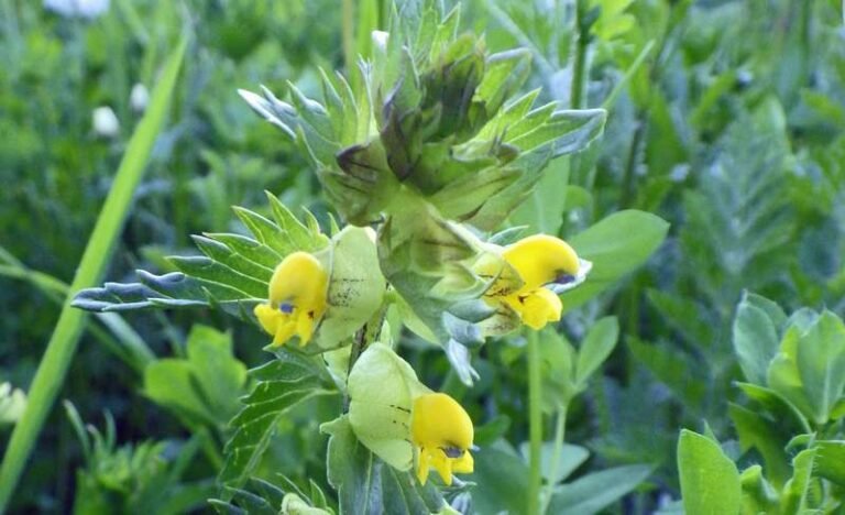 Yellow Rattle (Rhinanthus) - Glenlivet Wildlife