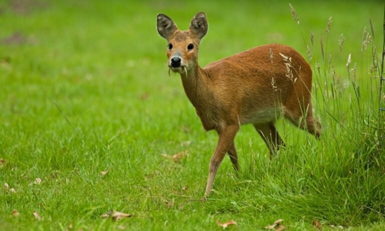 Identifying The Types Of Deer In The UK - Glenlivet Wildlife