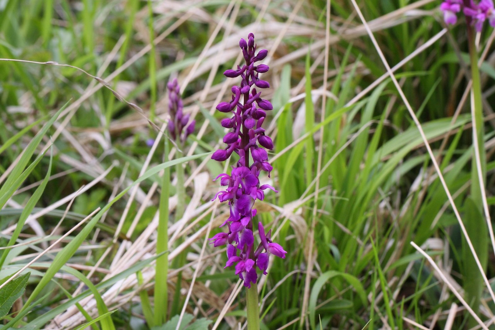 Early Purple Orchid (Orchis Mascula) - Glenlivet Wildlife