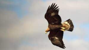 Golden Eagle (Aquila Chrysaetos): An Awe-Inspiring Bird Of Prey ...