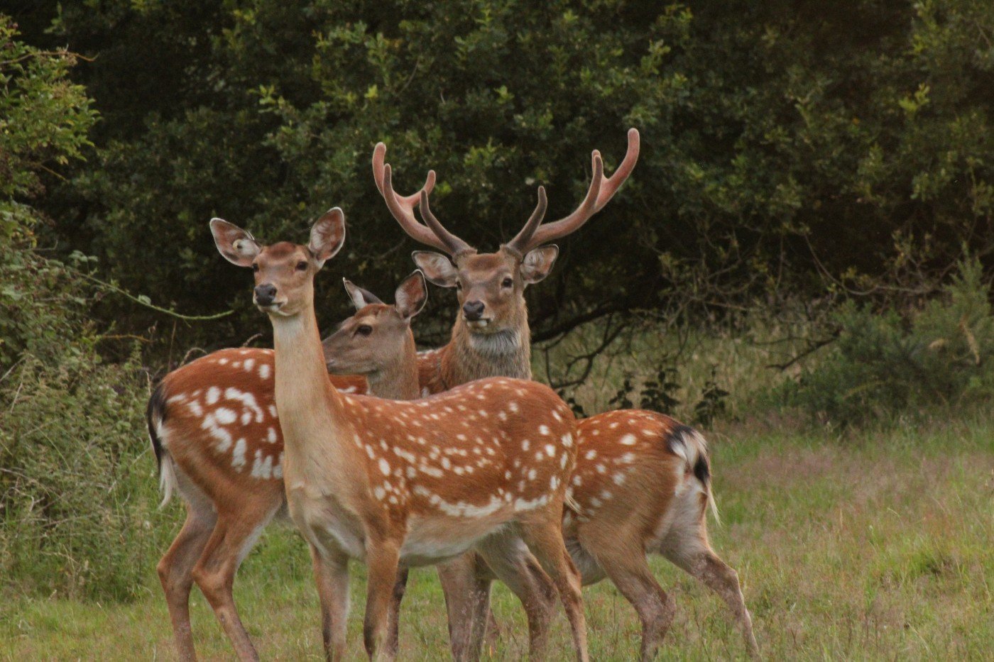 Sika Deer (Cervus Nippon) - Glenlivet Wildlife