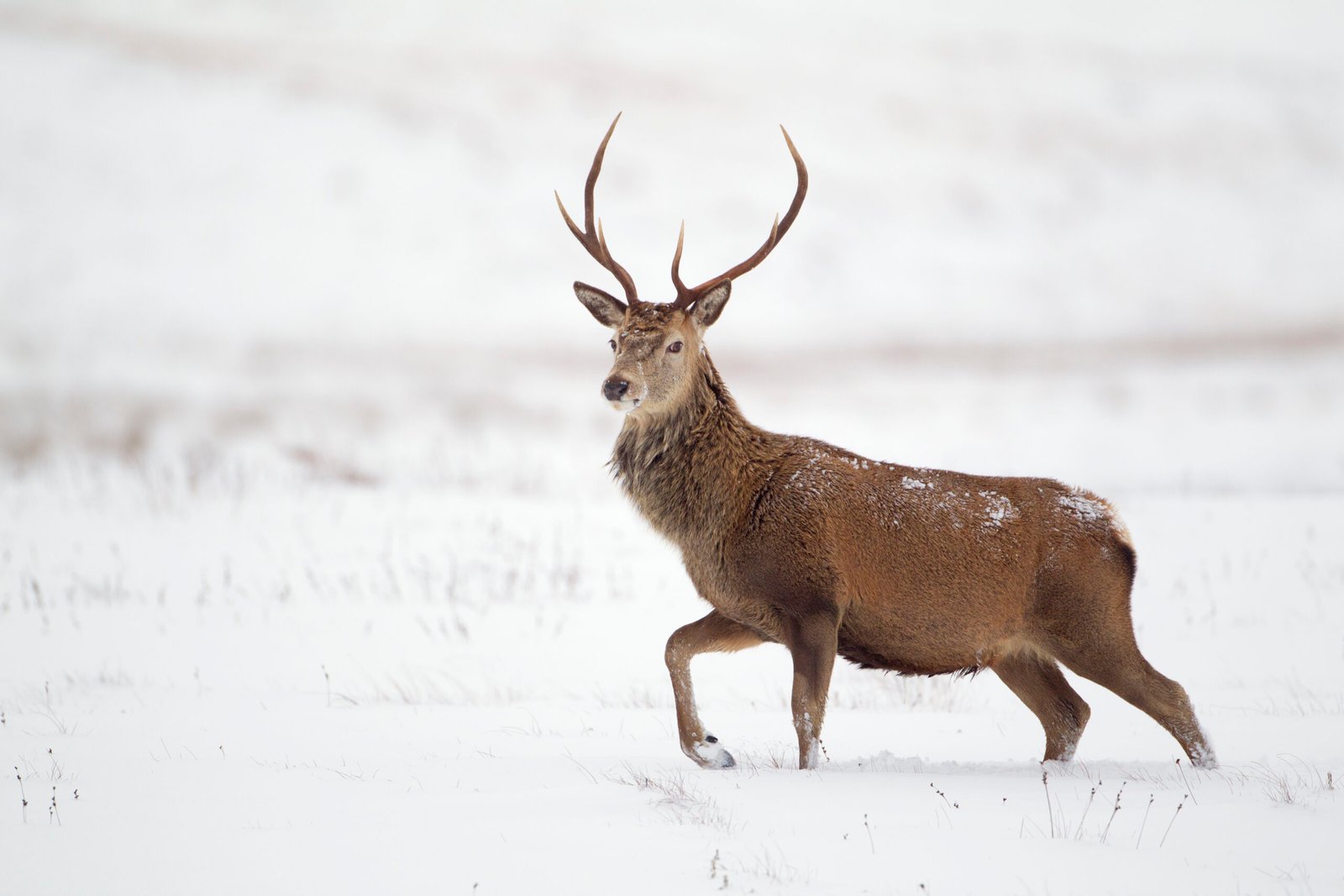Red Deer (Cervus Elaphus) - Glenlivet Wildlife