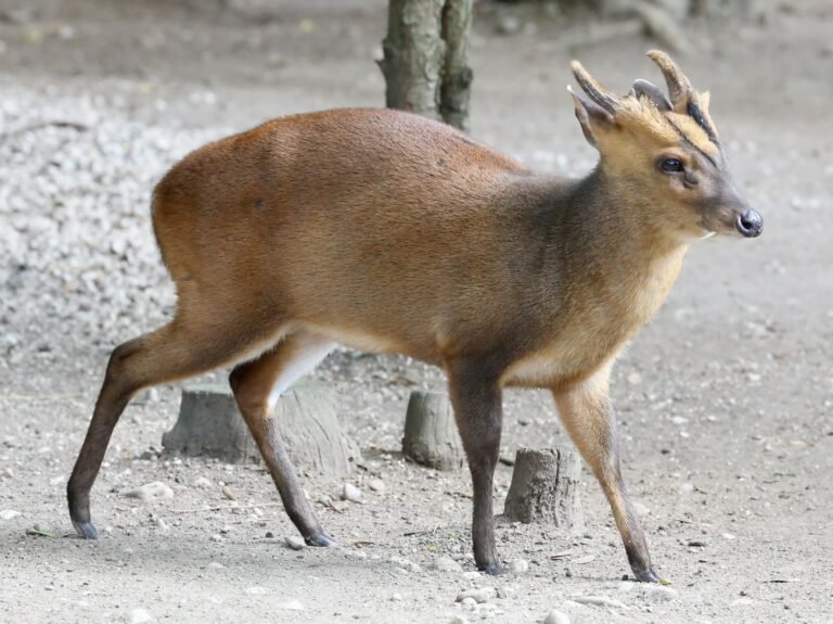 Identifying The Types Of Deer In The UK - Glenlivet Wildlife