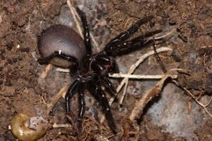 Funnel Web Spider (Atracidae) - Glenlivet Wildlife