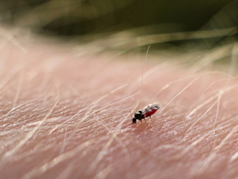 Midge (Chironomidae) - Glenlivet Wildlife