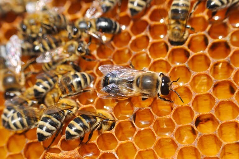 Beekeeping For Beginners In The UK: Setting Up Your Hive - Glenlivet ...