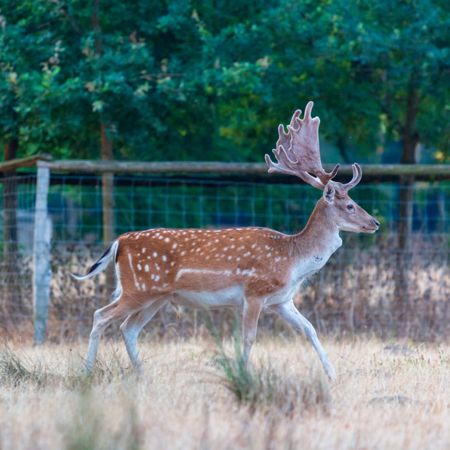 Identifying The Types Of Deer In The UK - Glenlivet Wildlife