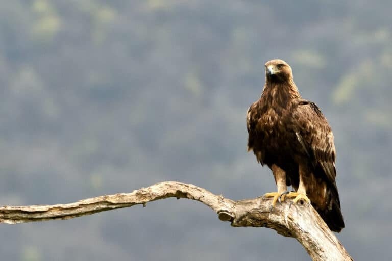 Golden Eagle (Aquila Chrysaetos): An Awe-Inspiring Bird Of Prey ...