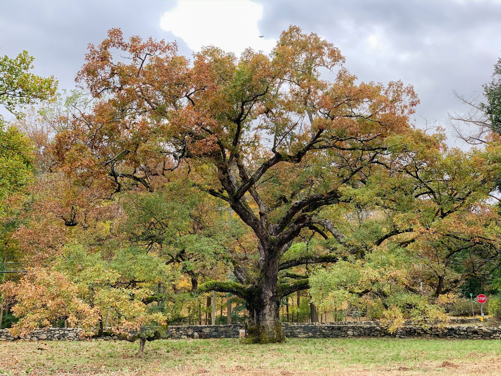 Oak Tree (Quercus) - Glenlivet Wildlife
