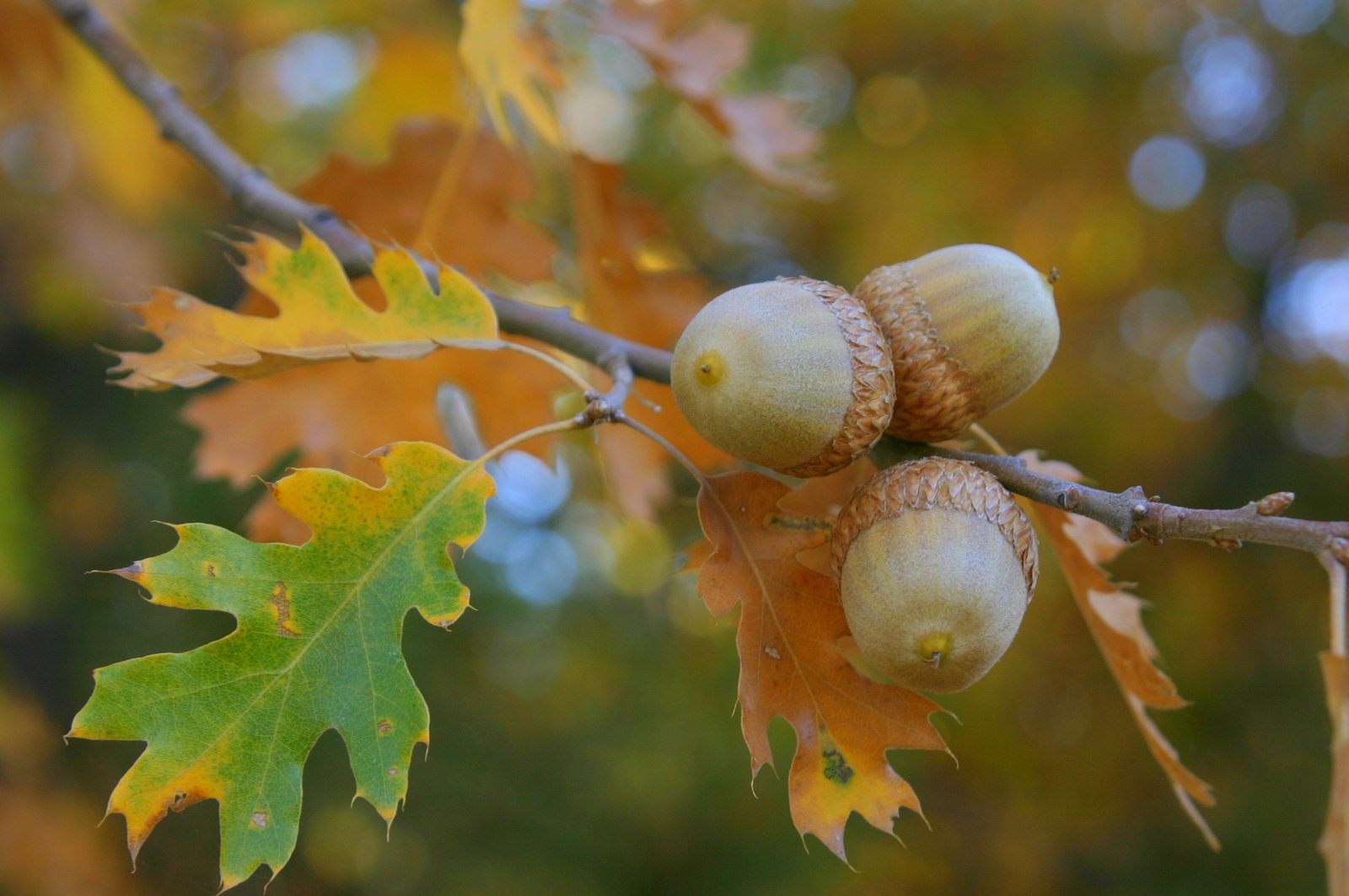 Oak Tree (Quercus) - Glenlivet Wildlife
