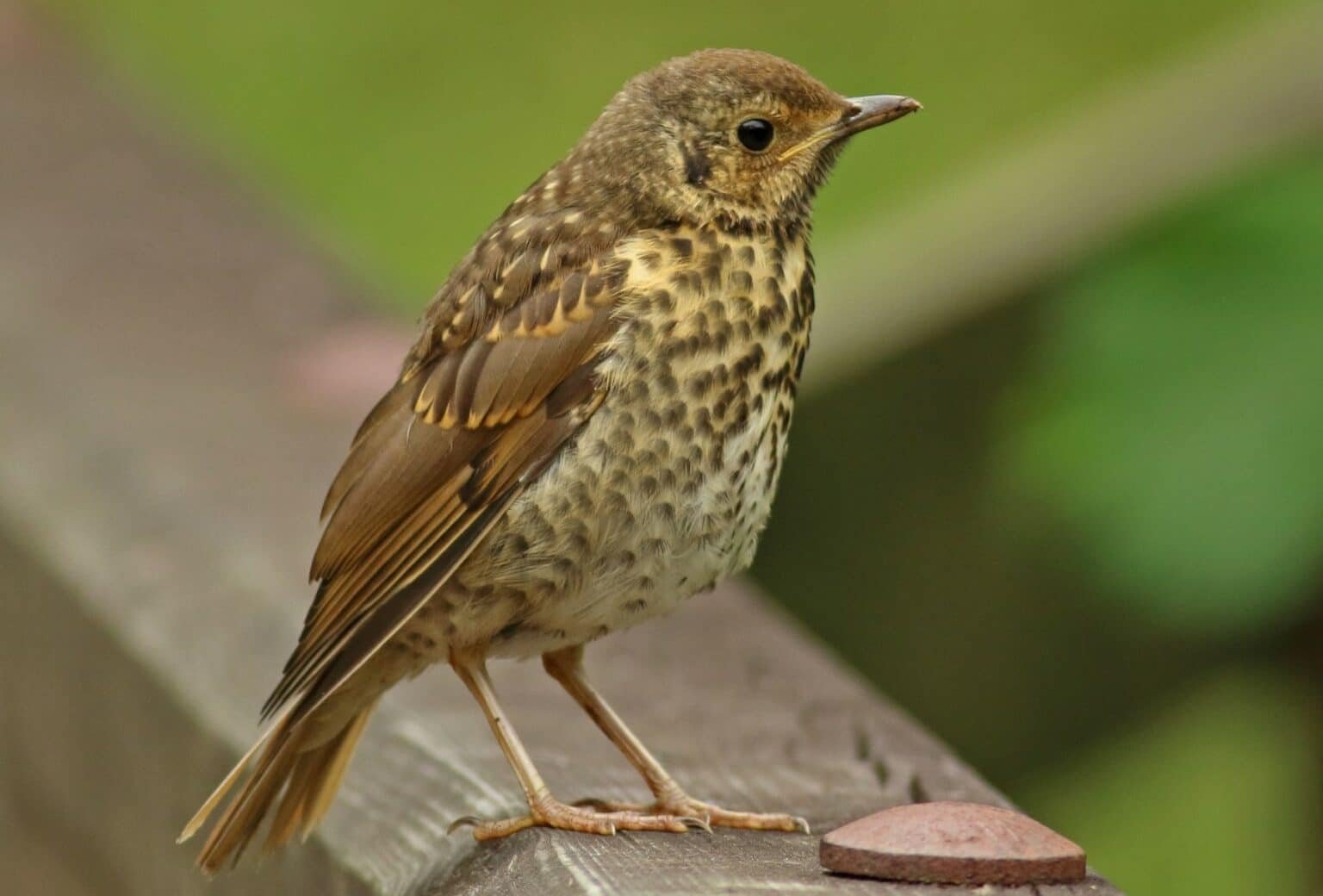 UK Bird Nesting Habits: Insights Into British Avian Architecture ...