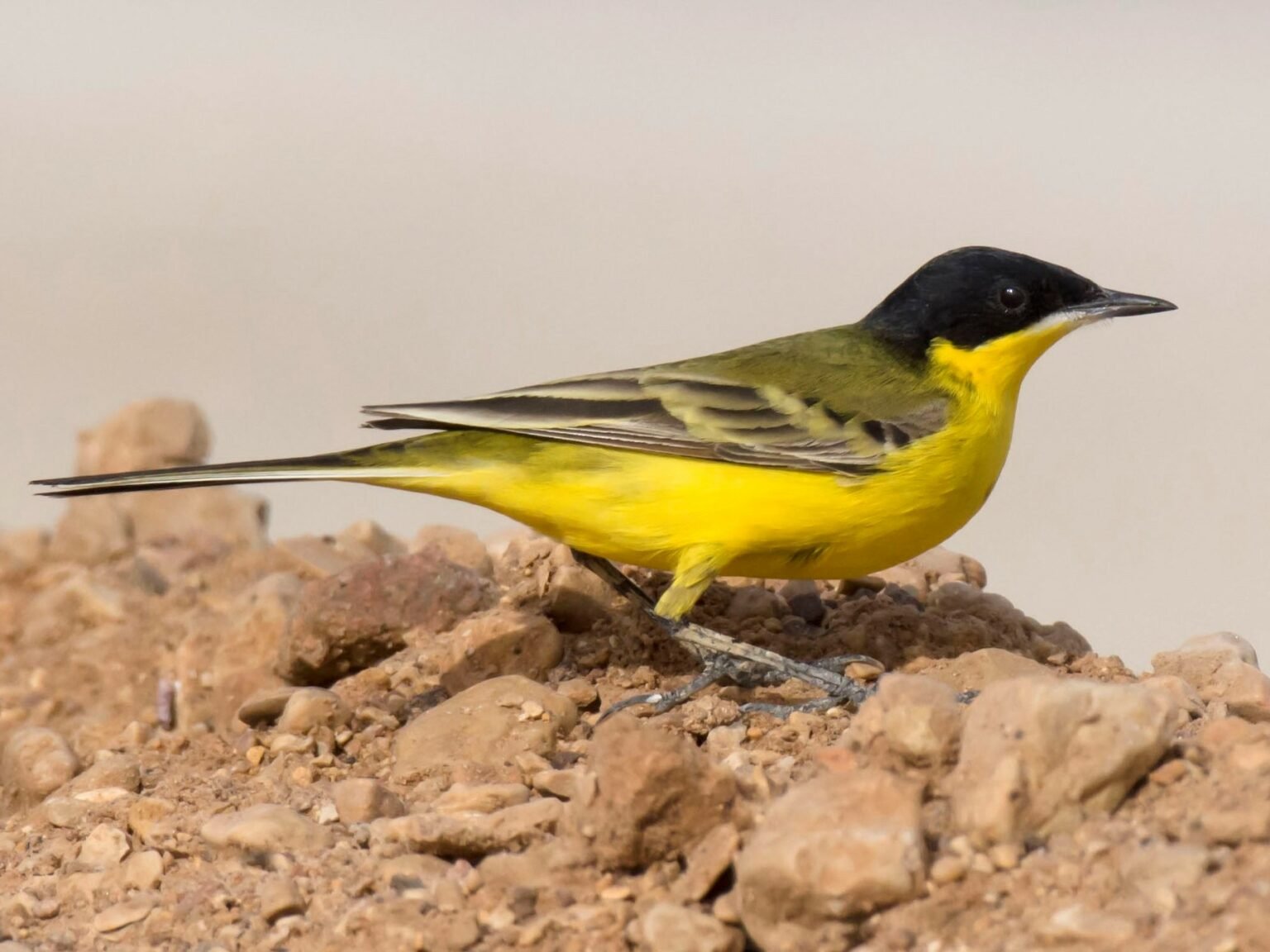 Wagtail (Motacilla) - Glenlivet Wildlife
